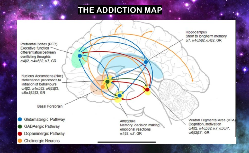 Addiction pathways – Sober Synthesis