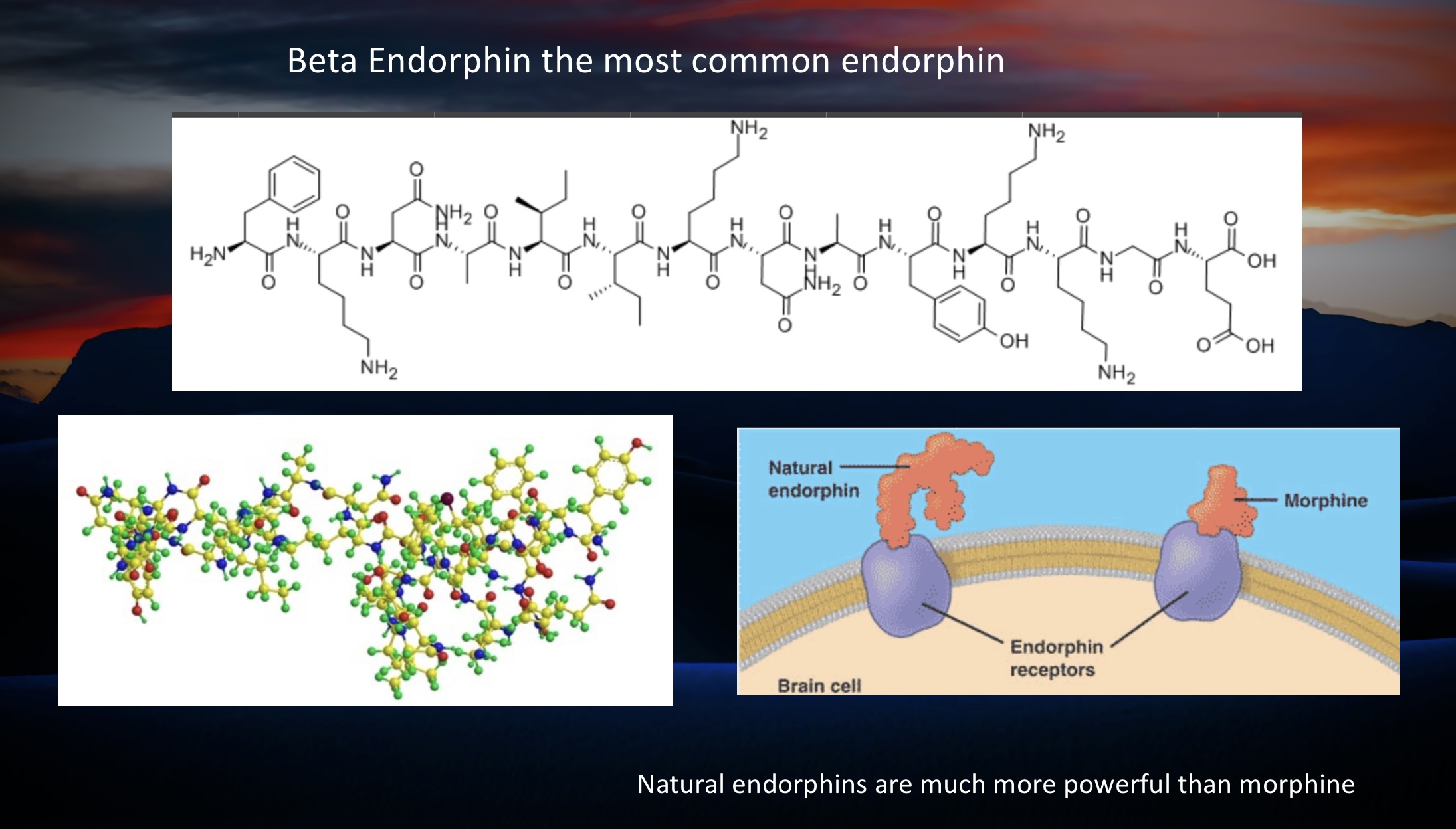 Opioids – Pathways 3 – Sober Synthesis